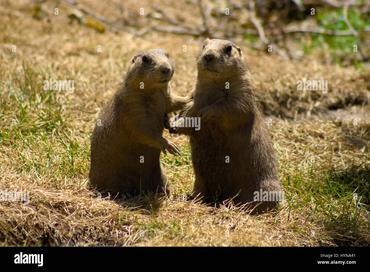Two prairie dogs holding each other Stock Photo - Alamy