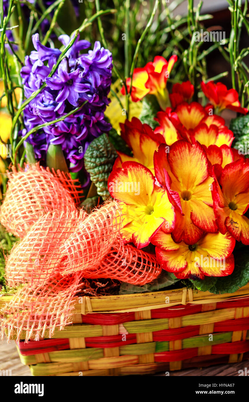 Red and yellow primula flowers in small basket Stock Photo - Alamy