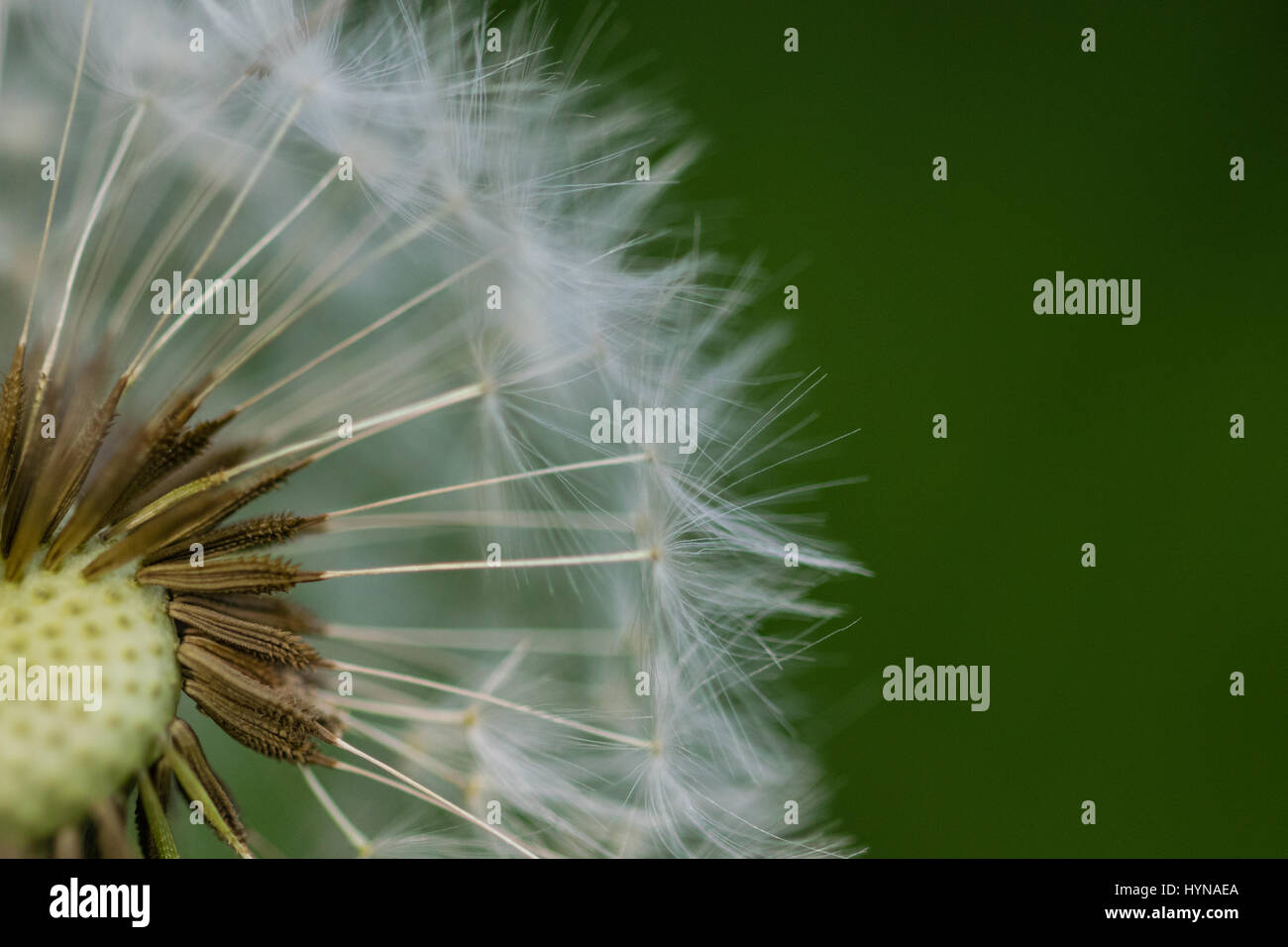 Close up of dandelion seed head clock with seeds dispersed in the wind ...