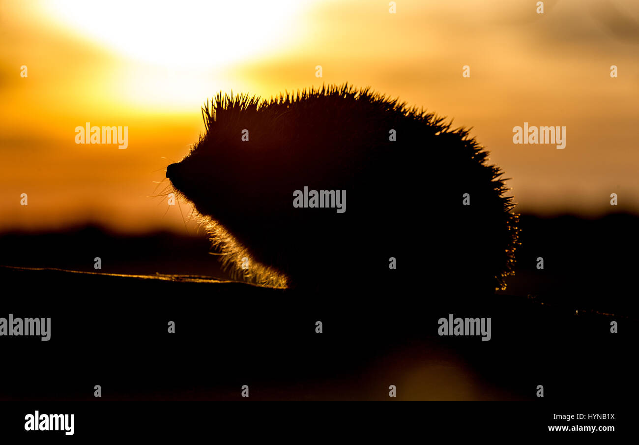 Night hedgehog hi-res stock photography and images - Alamy