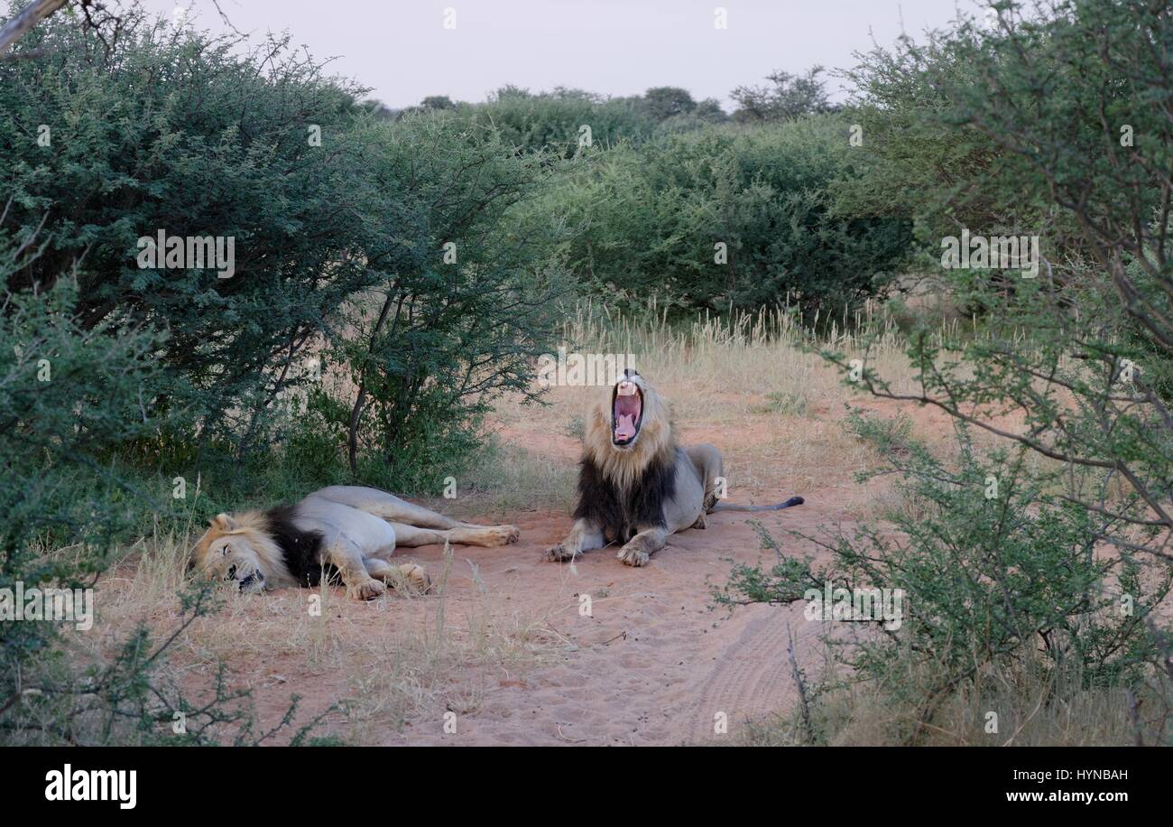 Kalahari lions captured in tswalu game reserve,the biggest private ...