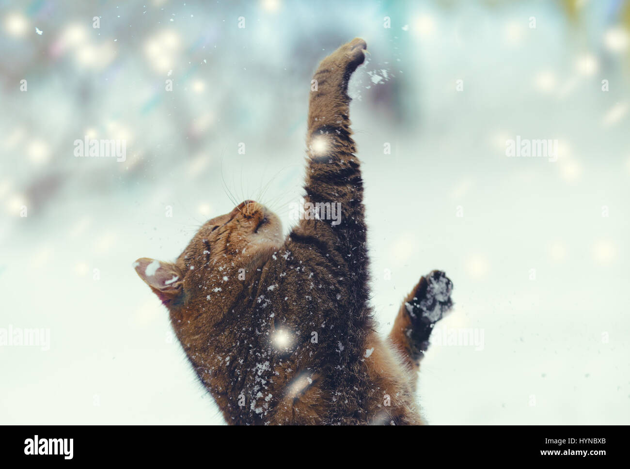 Cat paw in air hi-res stock photography and images - Alamy