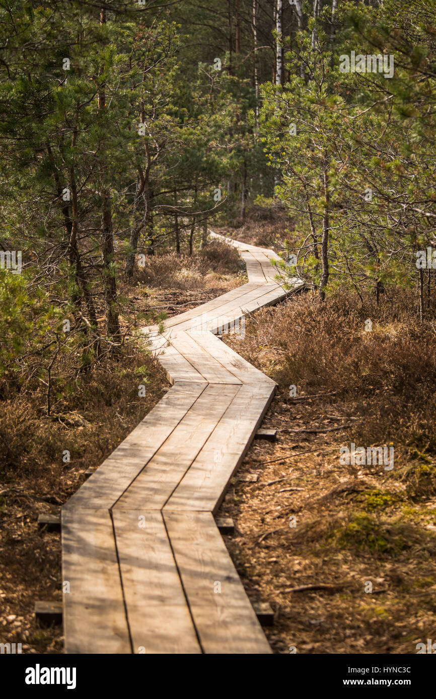 A beautiful wooden footpath in a early spring marsh Stock Photo - Alamy