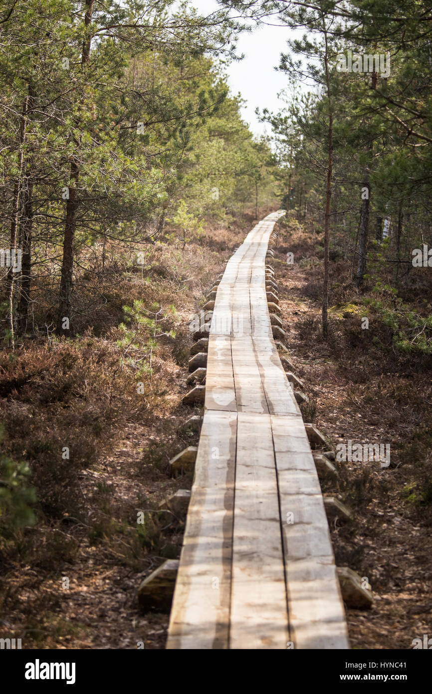 A beautiful wooden footpath in a early spring marsh Stock Photo - Alamy