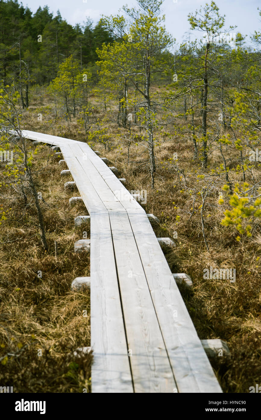 A beautiful wooden footpath in a early spring marsh Stock Photo - Alamy