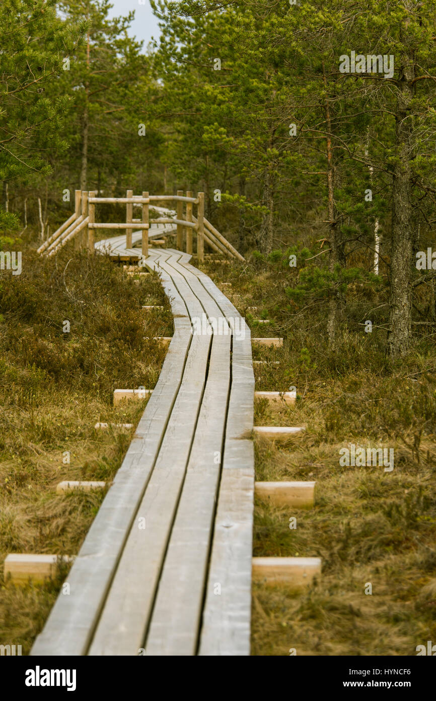 A beautiful wooden footpath in a early spring marsh Stock Photo - Alamy