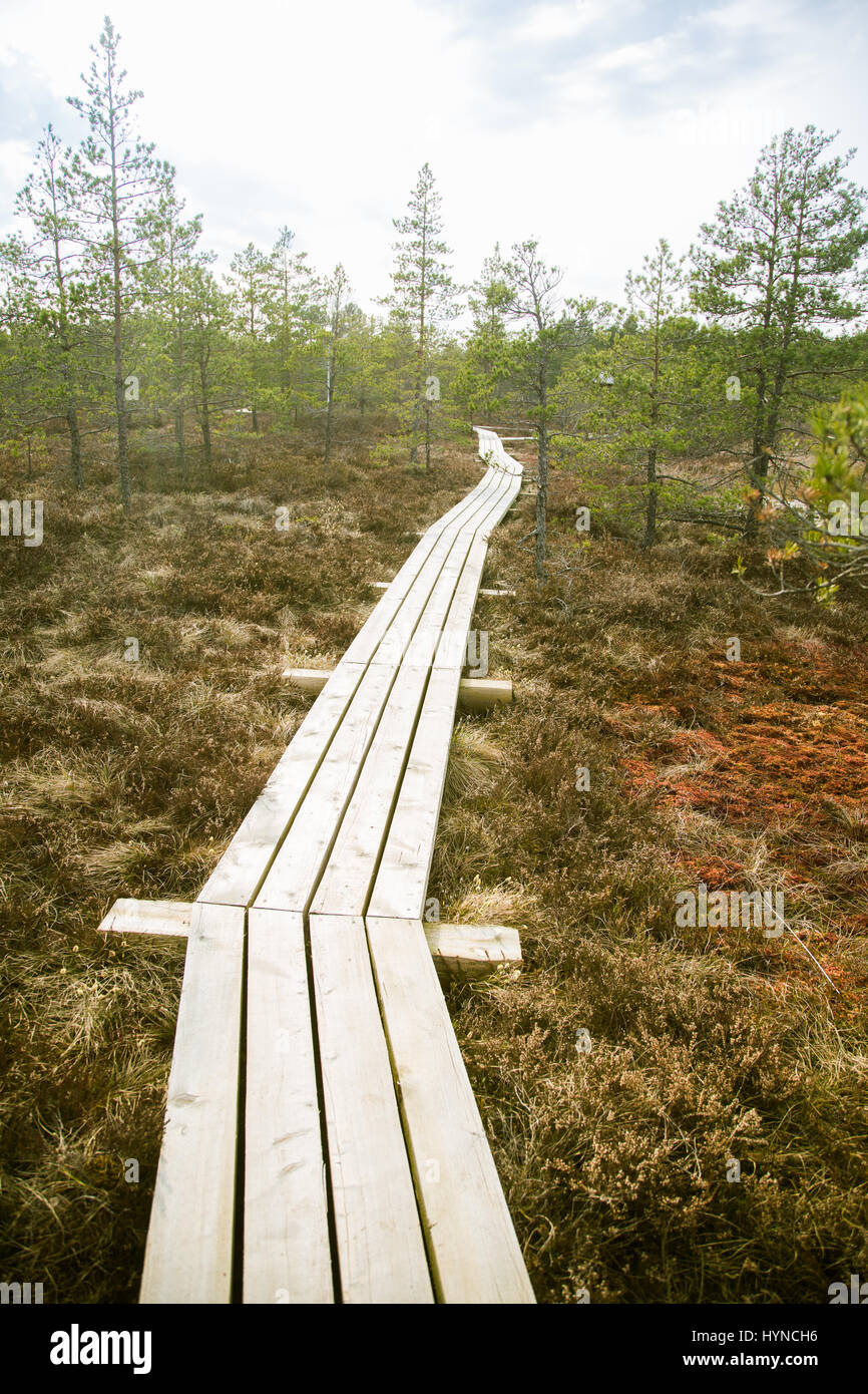 A beautiful wooden footpath in a early spring marsh Stock Photo - Alamy