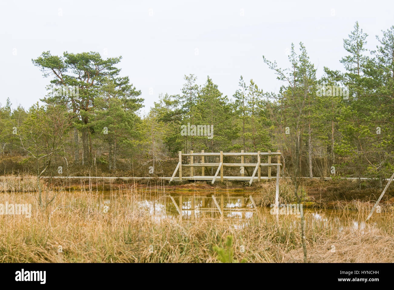 A beautiful wooden footpath in a early spring marsh Stock Photo - Alamy