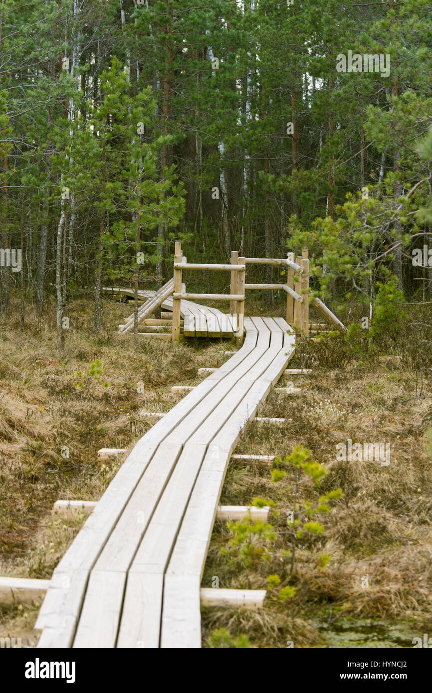 A beautiful wooden footpath in a early spring marsh Stock Photo - Alamy