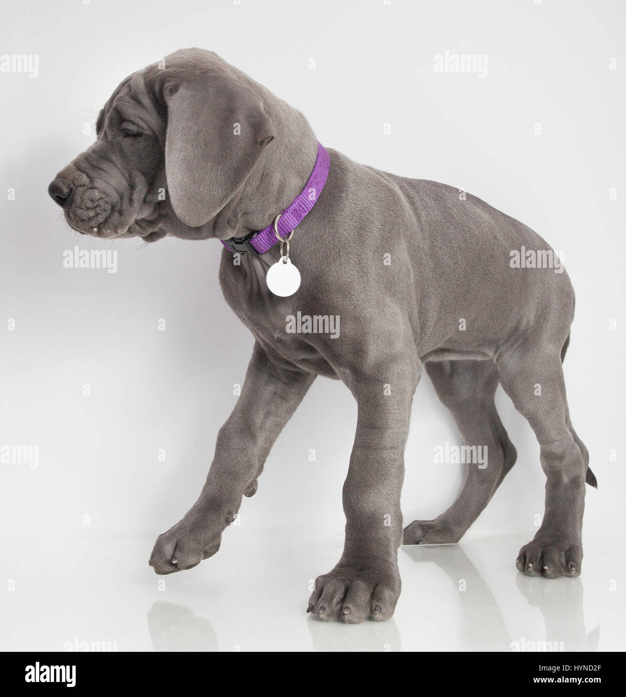 Gray Great Dane purebred puppy walking on a white background Stock ...