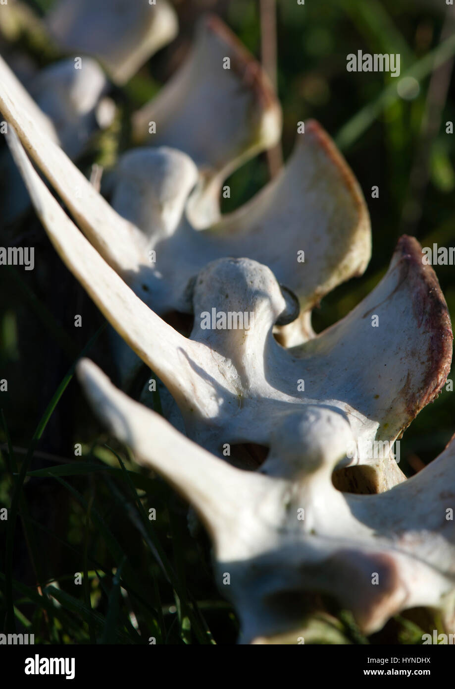 Sheep Vertebrae High Resolution Stock Photography and Images - Alamy