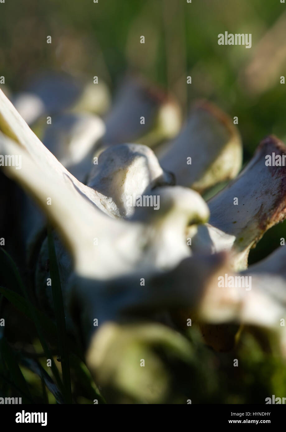 Sheep vertebrae hi-res stock photography and images - Alamy