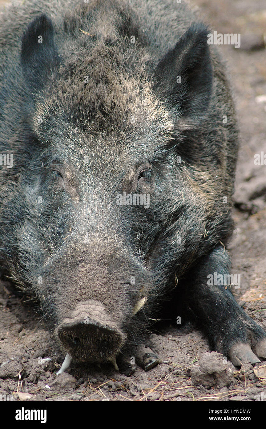 Wild Boar at The New Forest Wildlife Park, Hampshire, England Stock ...