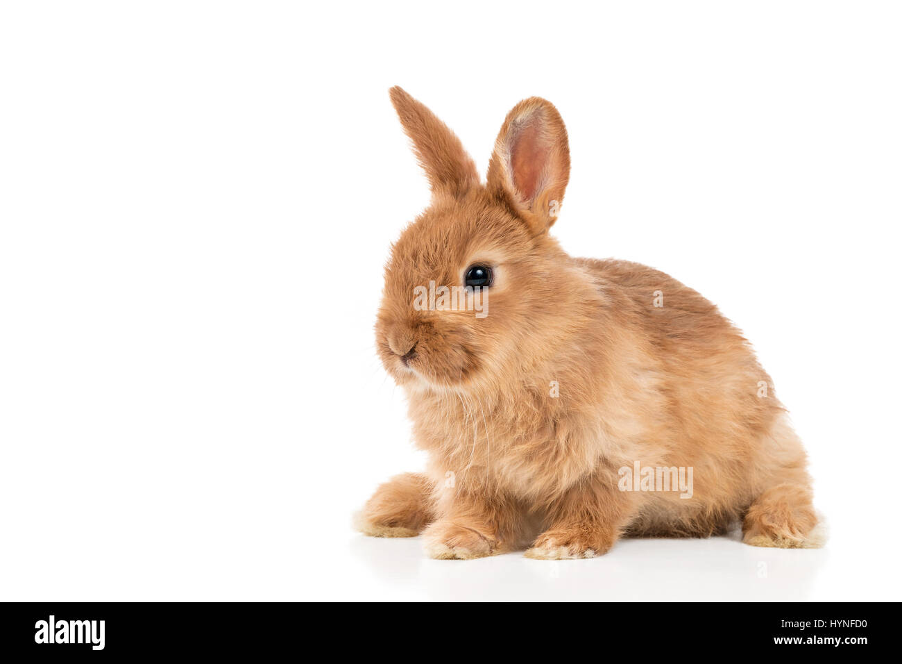 Cute red bunny on white Stock Photo - Alamy