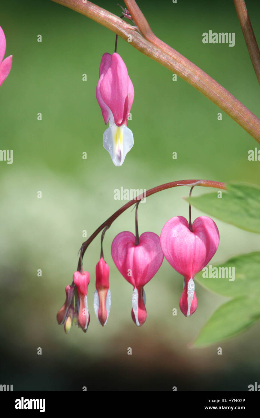 Summer bleeding hearts Stock Photo - Alamy