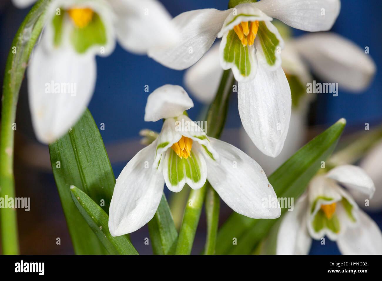 The close-upof common snowdrop Stock Photo - Alamy