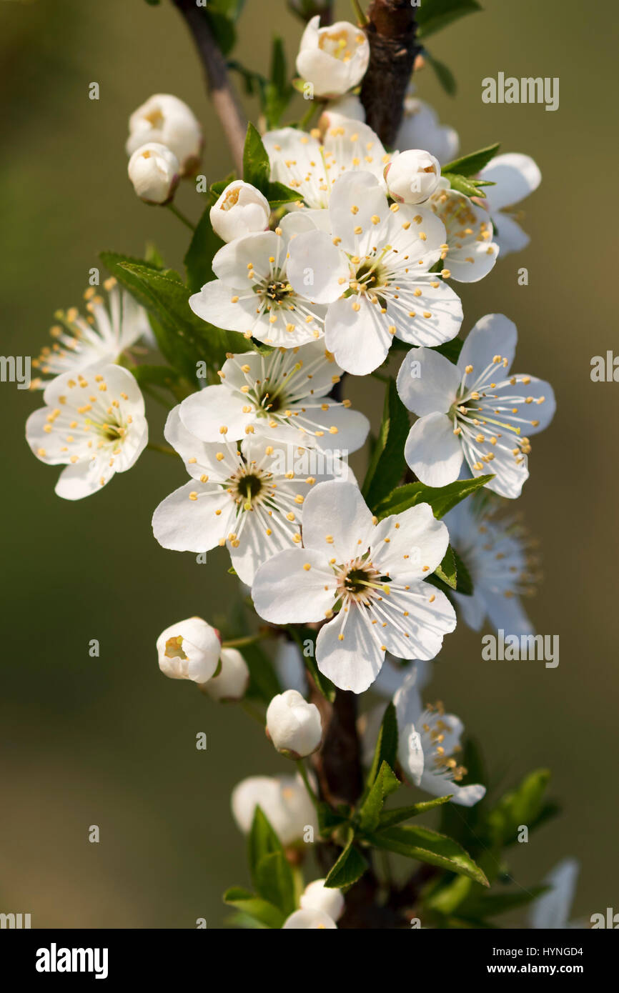 Pear flower hi-res stock photography and images - Alamy