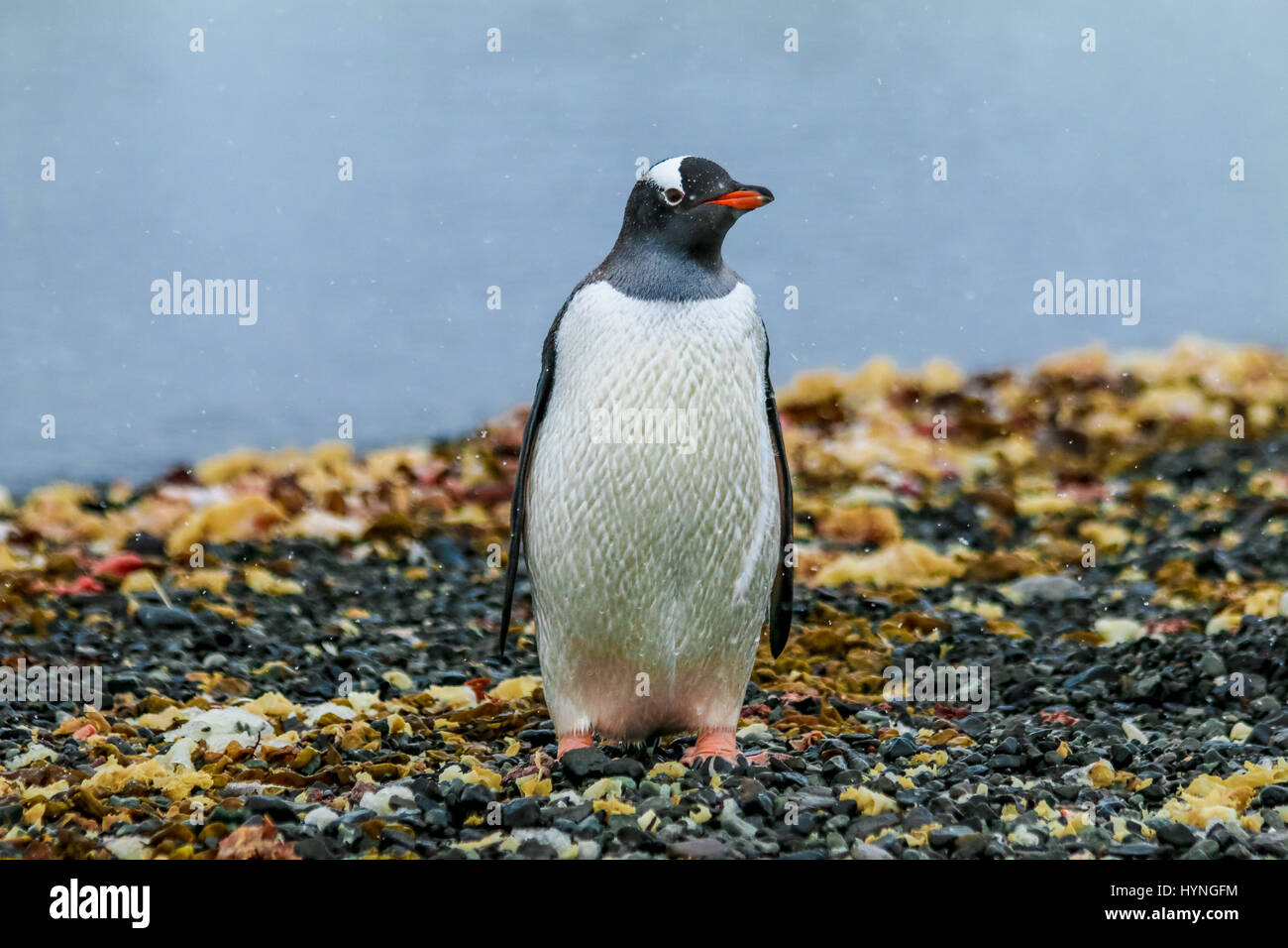 Antarctic penguin species hi-res stock photography and images - Alamy