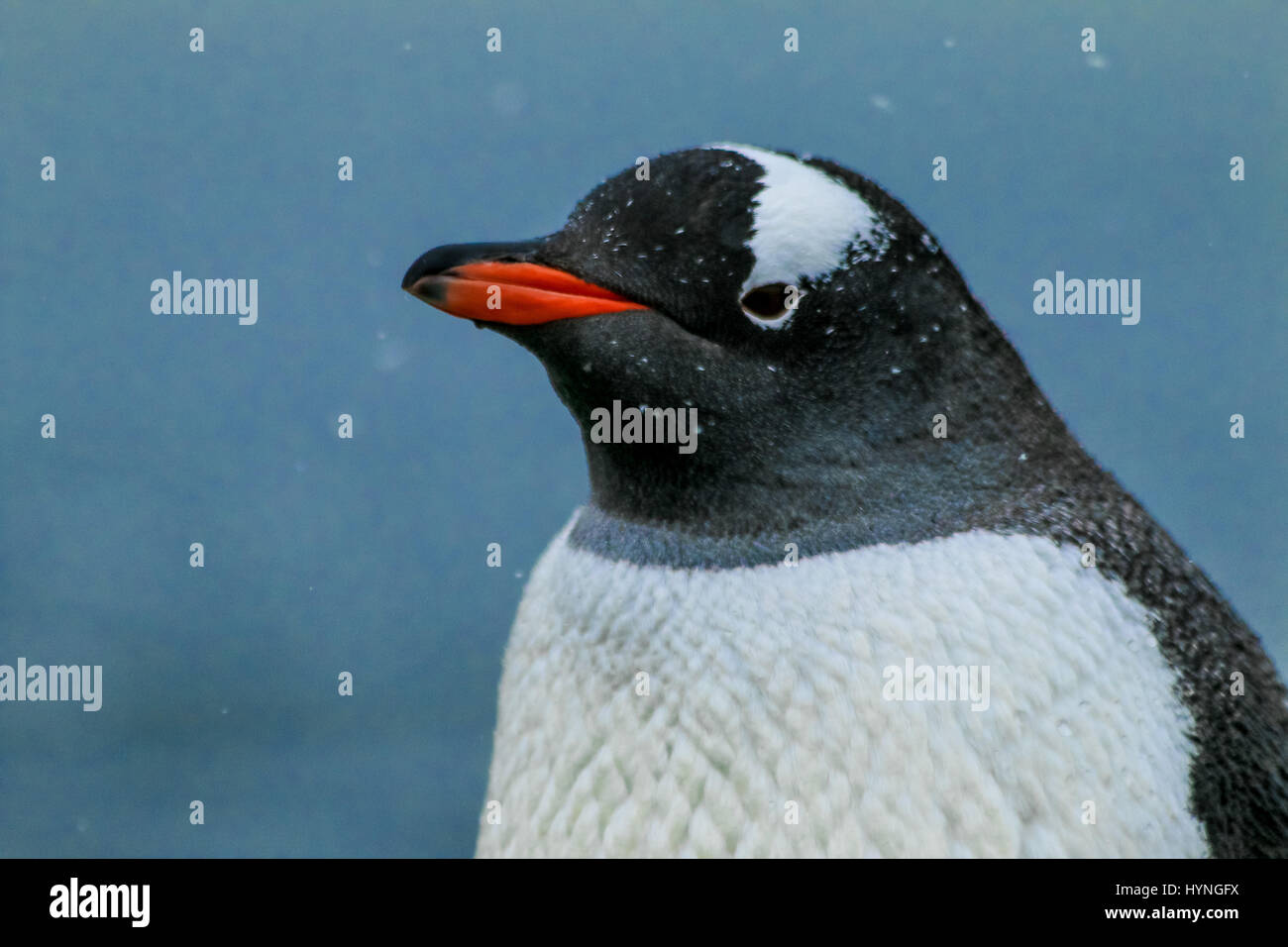 Gentoo Penguin on King George Island, Antarctica Stock Photo - Alamy
