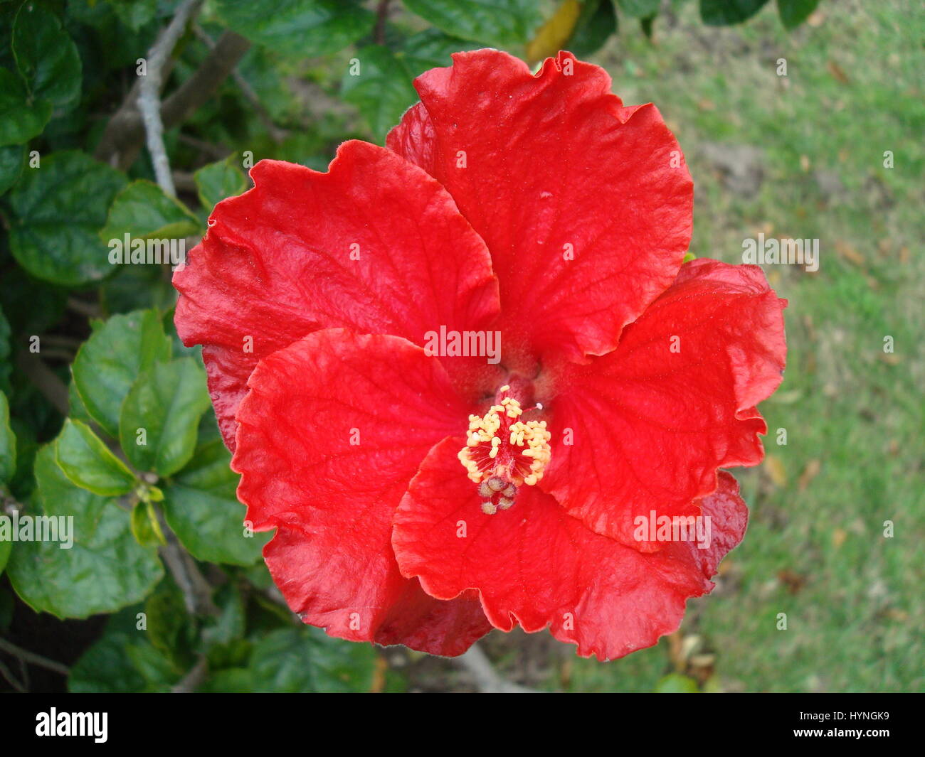 RedFlowers in the Garden! Stock Photo - Alamy