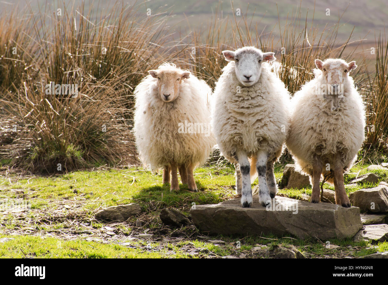 Three sheep hi-res stock photography and images - Alamy
