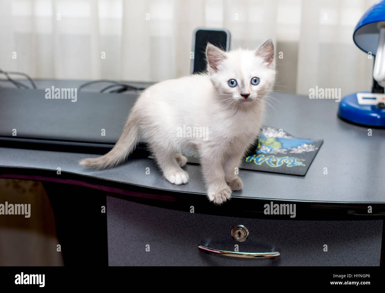 Computer kitty hi-res stock photography and images - Alamy