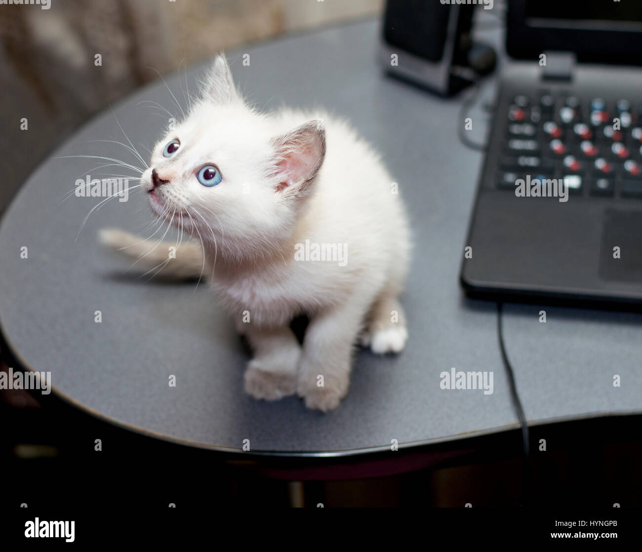Cute little white kitten near the laptop, theme kittens Stock Photo - Alamy