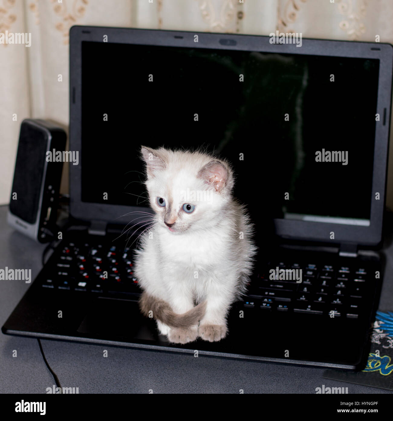 Computer kittens hi-res stock photography and images - Alamy