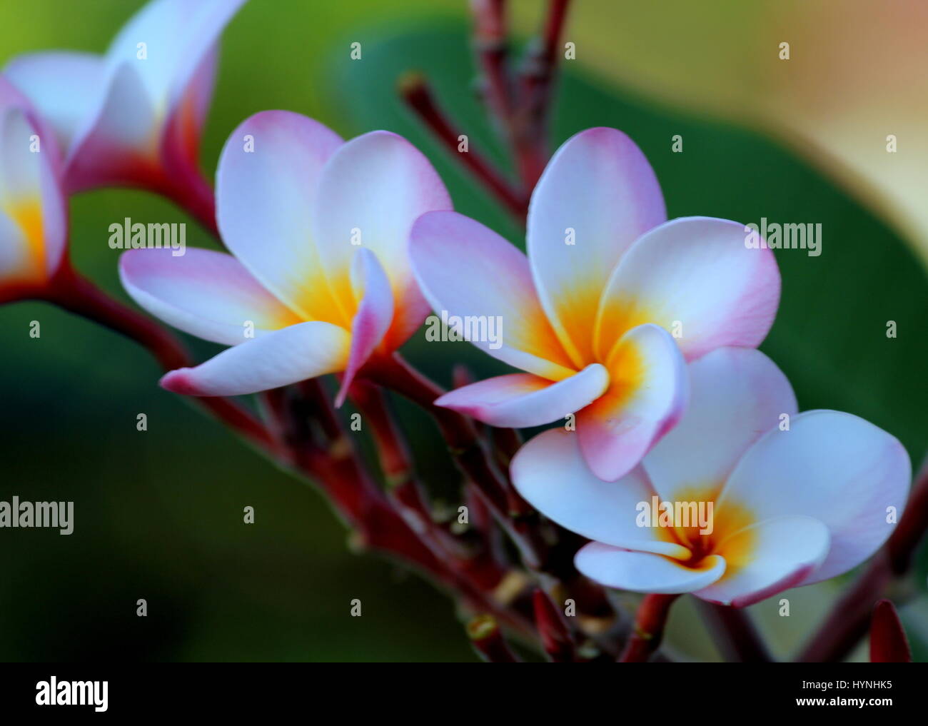The state flower of saipan hi-res stock photography and images - Alamy