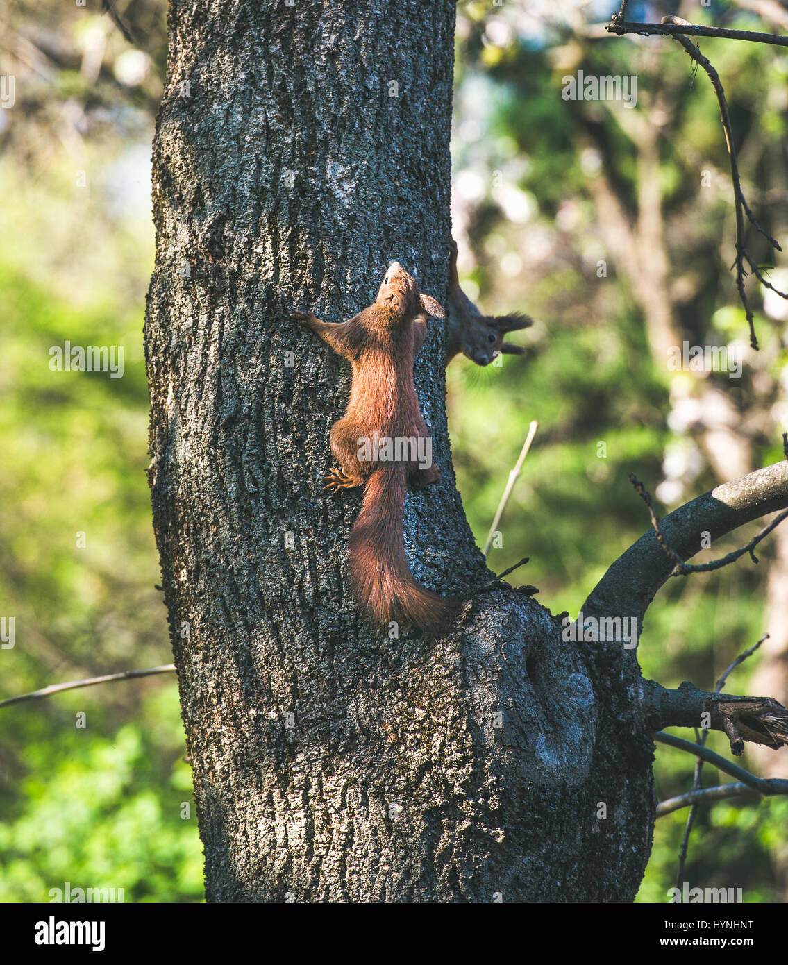 Squirrels climbing tree trunk in Gellert hill park in Budapest Stock ...