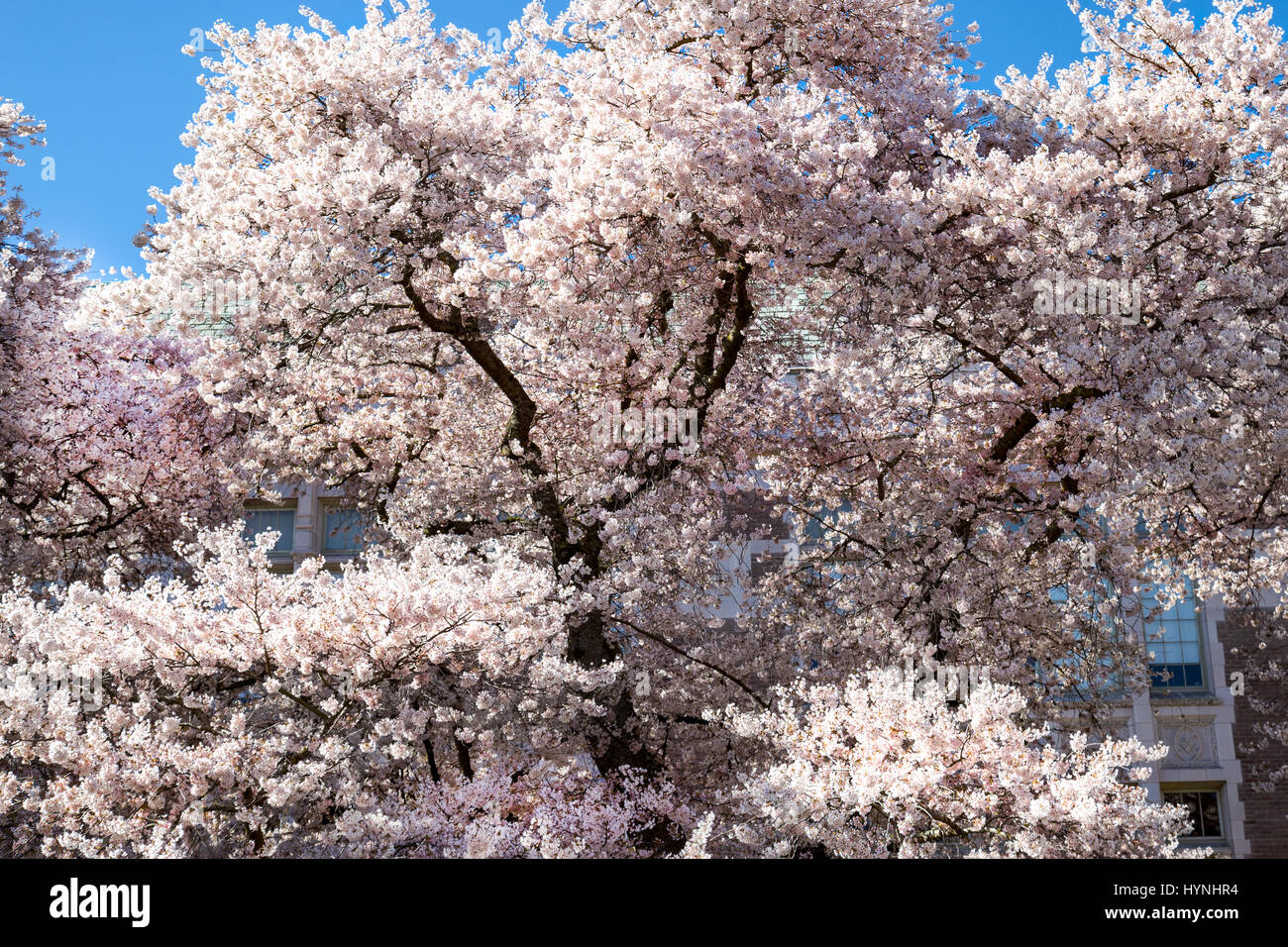 A view of cherry blossoms in bloom during the spring Stock Photo - Alamy