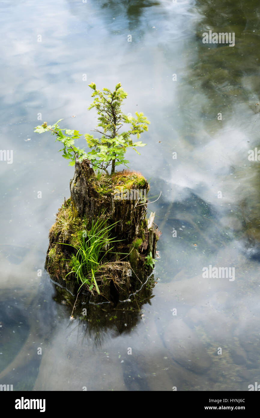 Rotted tree hi-res stock photography and images - Alamy