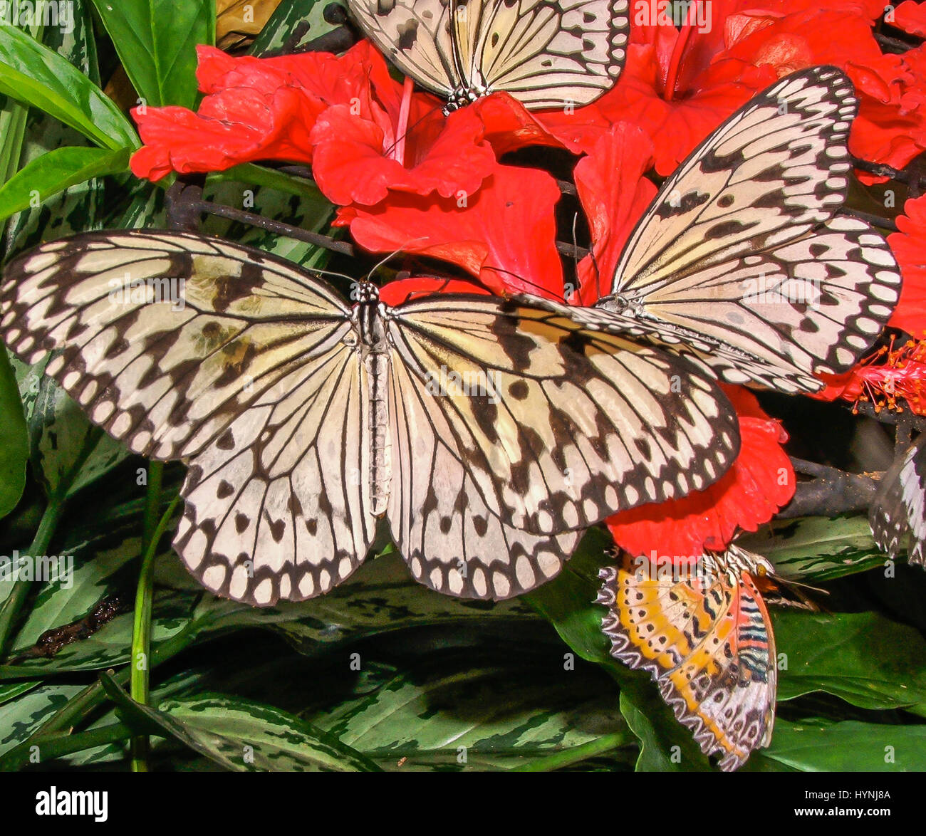 Pretty butterflies hi-res stock photography and images - Alamy