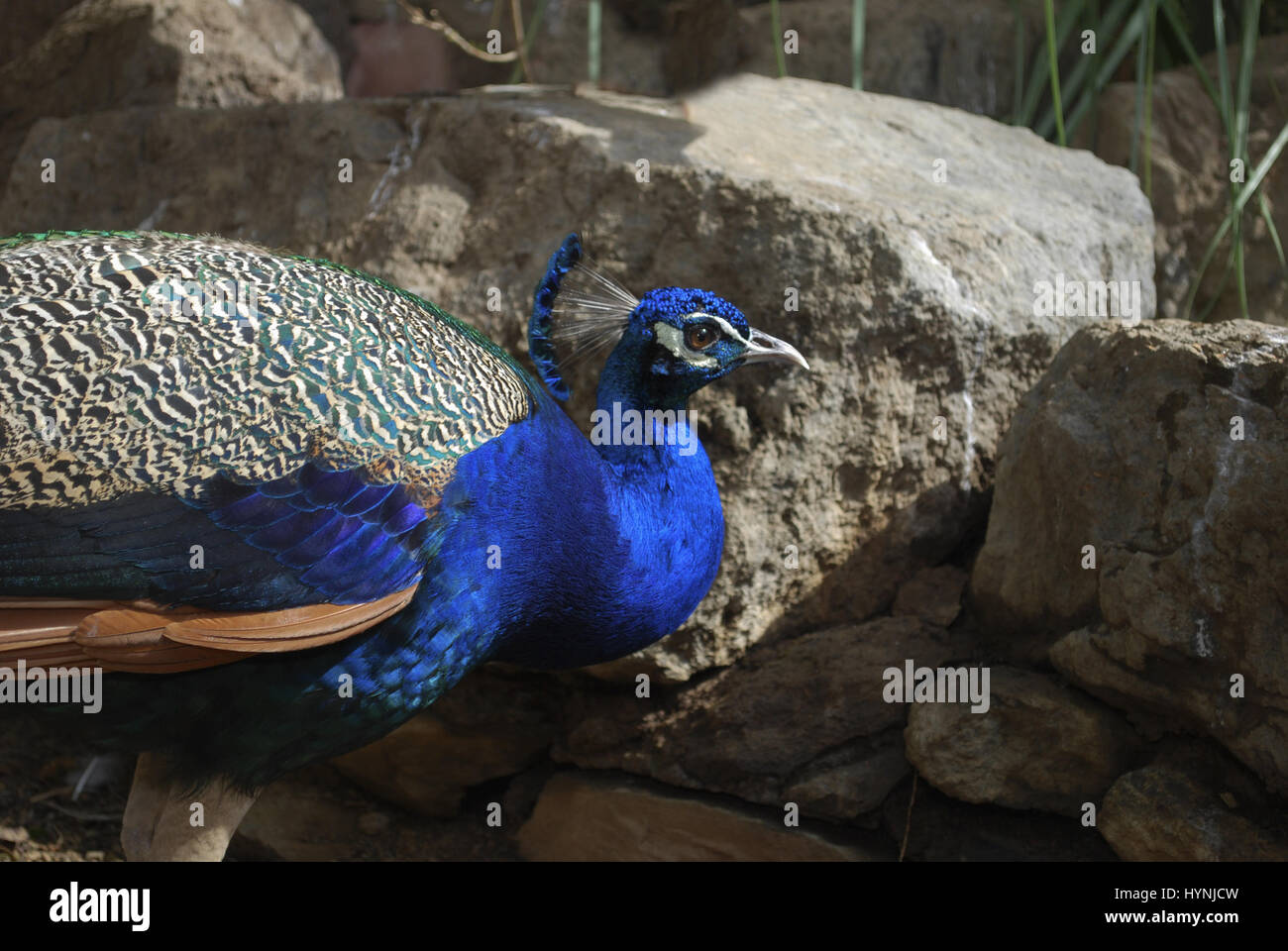 Indian peafowl or blue peafowl (Pavo cristatus Stock Photo - Alamy