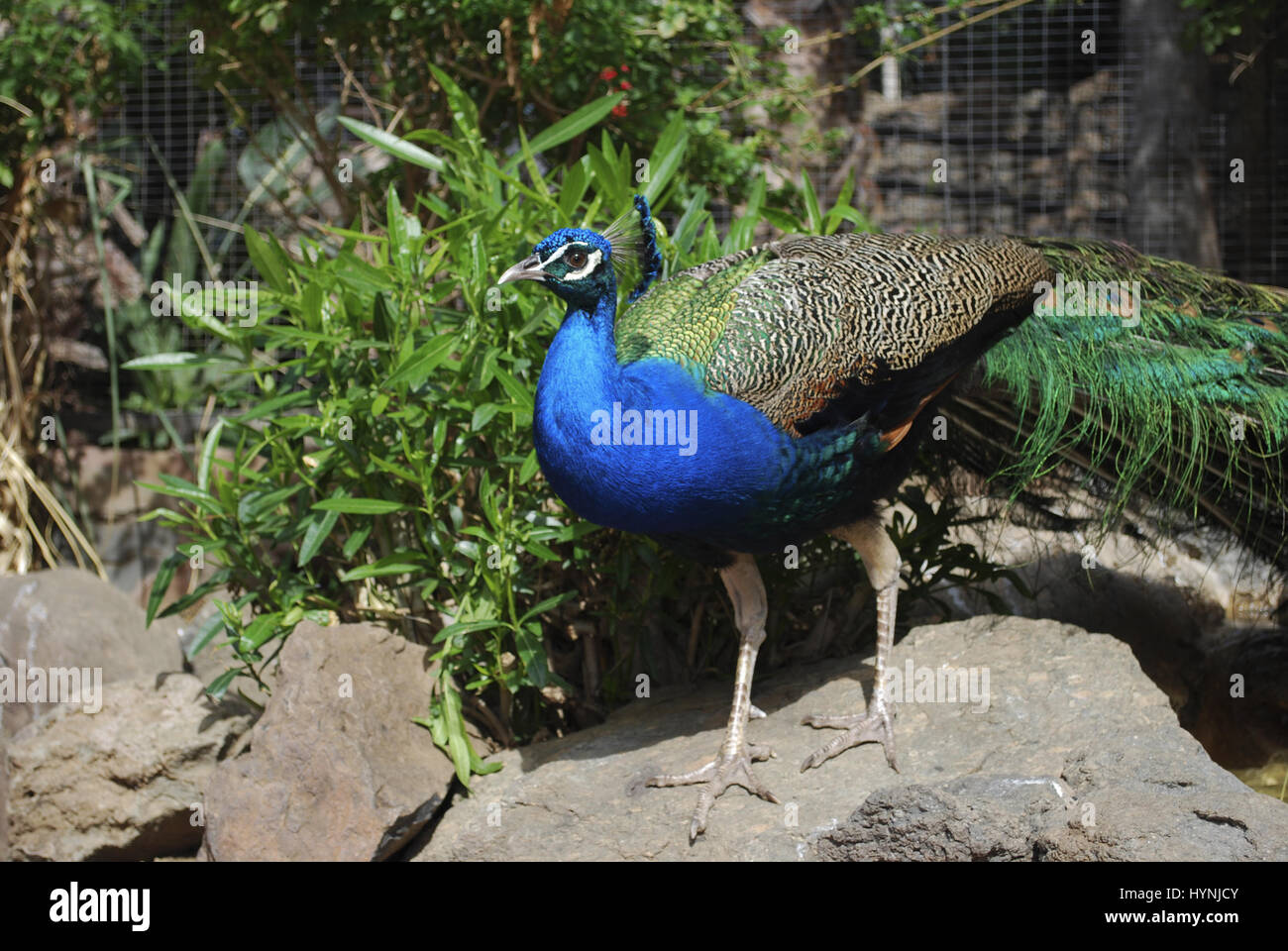 Indian peafowl or blue peafowl (Pavo cristatus Stock Photo - Alamy