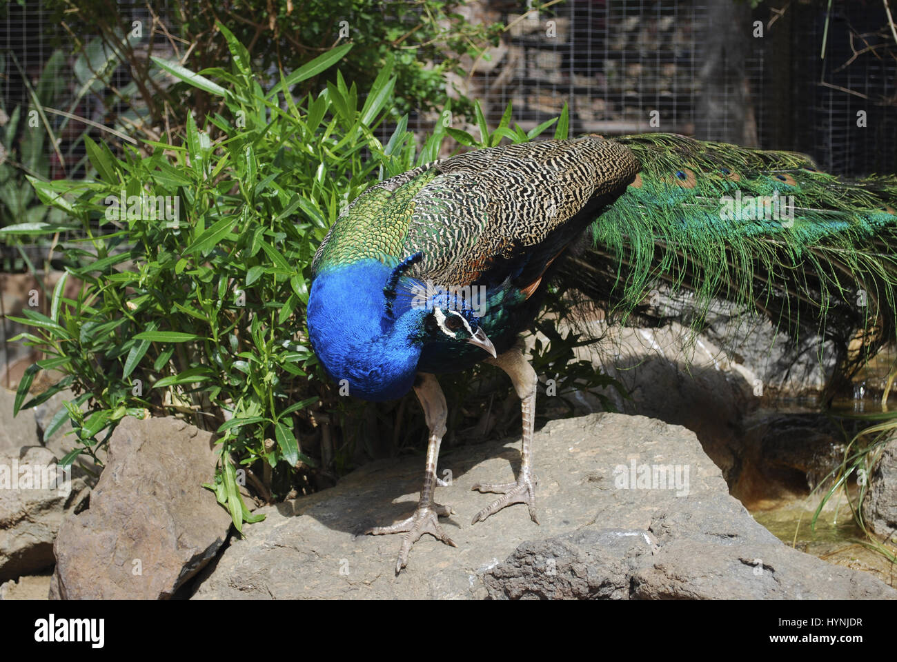 Indian peafowl or blue peafowl (Pavo cristatus Stock Photo - Alamy