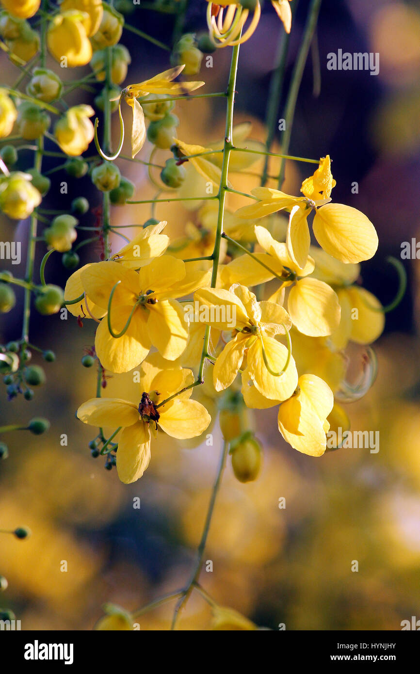 Cassia fistula hi-res stock photography and images - Alamy
