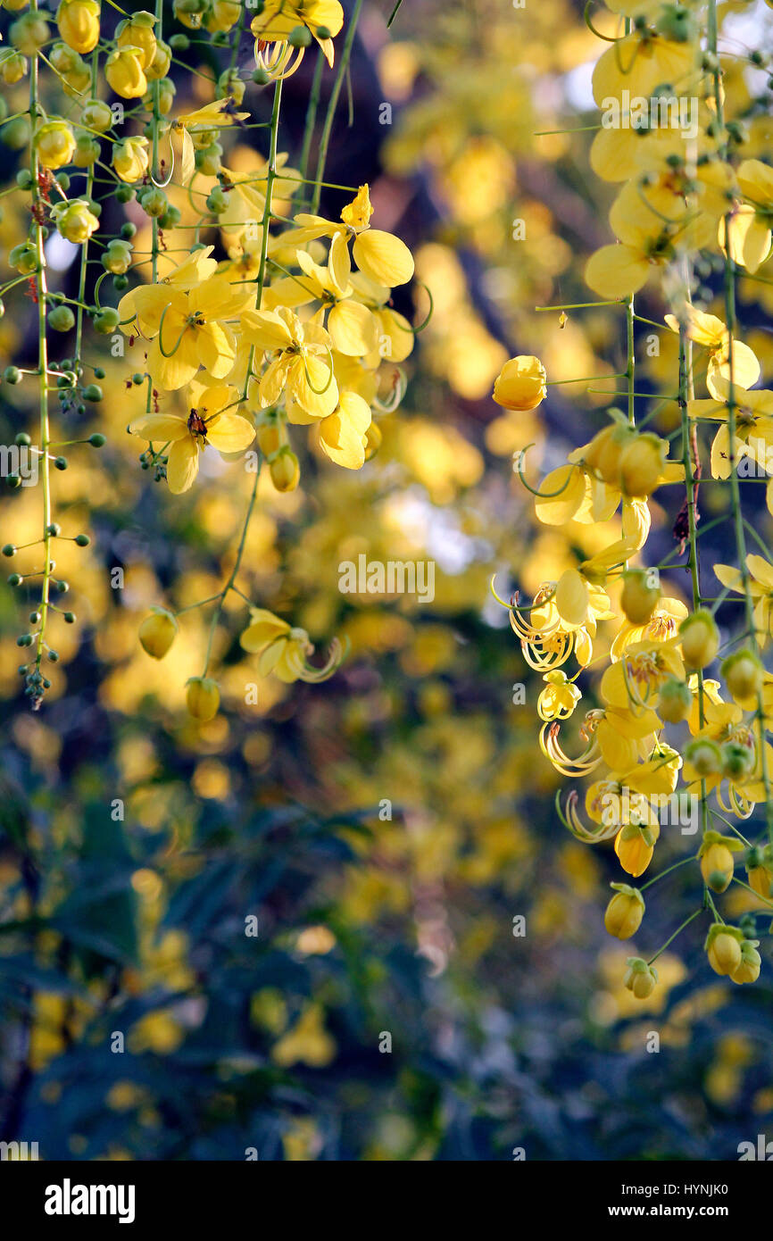 Golden tree cassia fistula fruit hi-res stock photography and images - Alamy