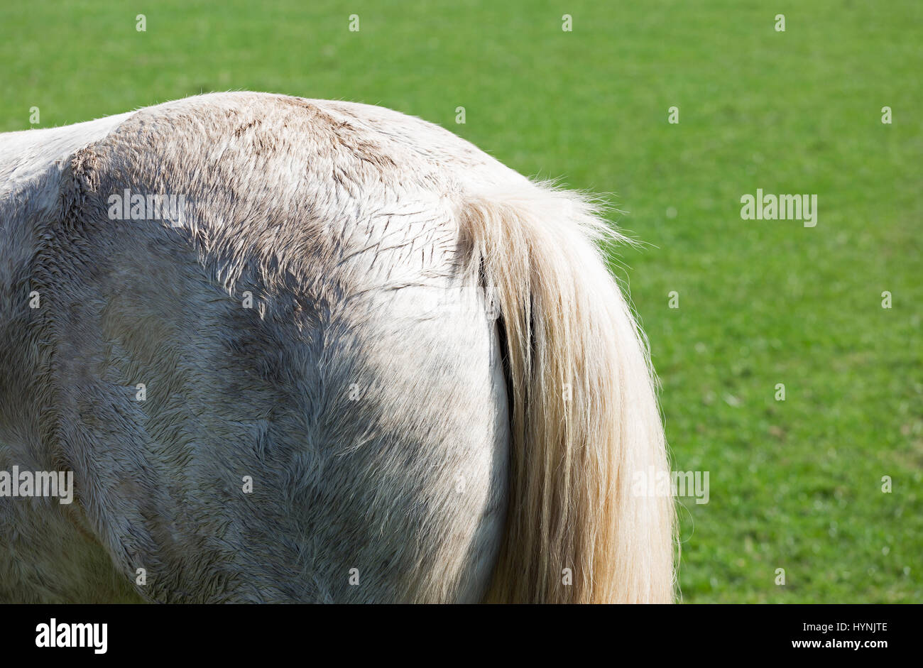 Rear end of a horse in a meadow Stock Photo - Alamy