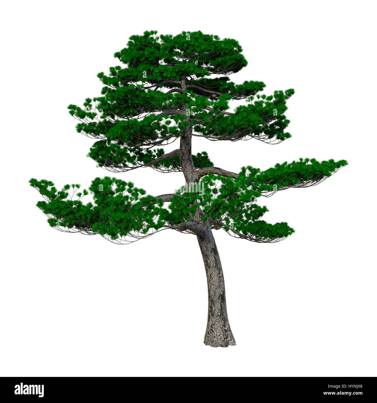 3D rendering of a Japanese pine tree isolated on white background Stock ...