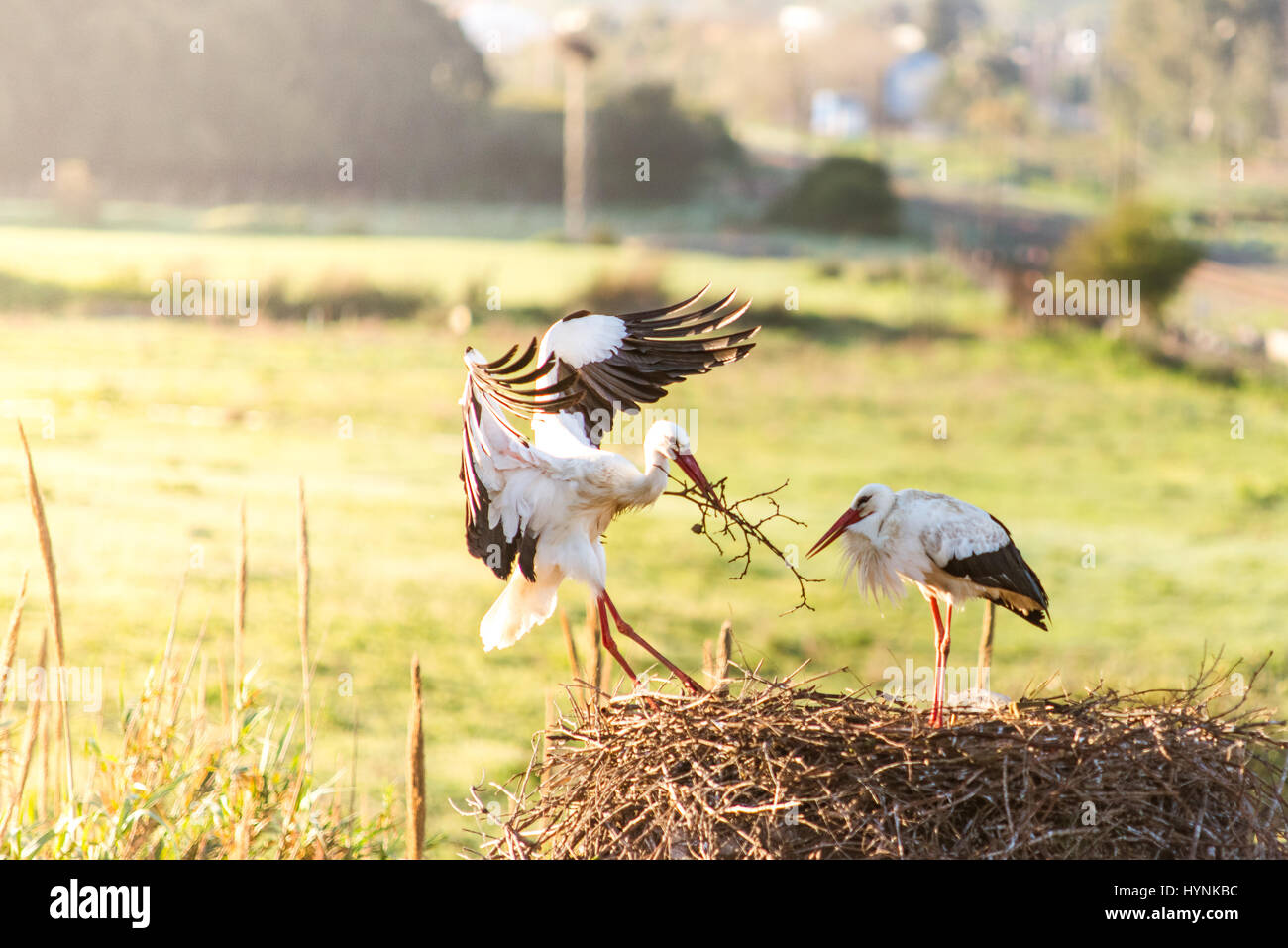 White storks pair building nest Stock Photo - Alamy
