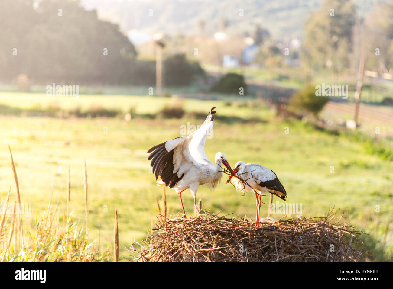 White storks pair building nest Stock Photo - Alamy