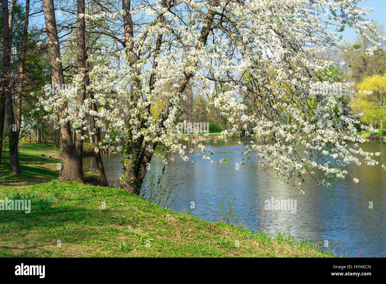 City spring park Stock Photo - Alamy