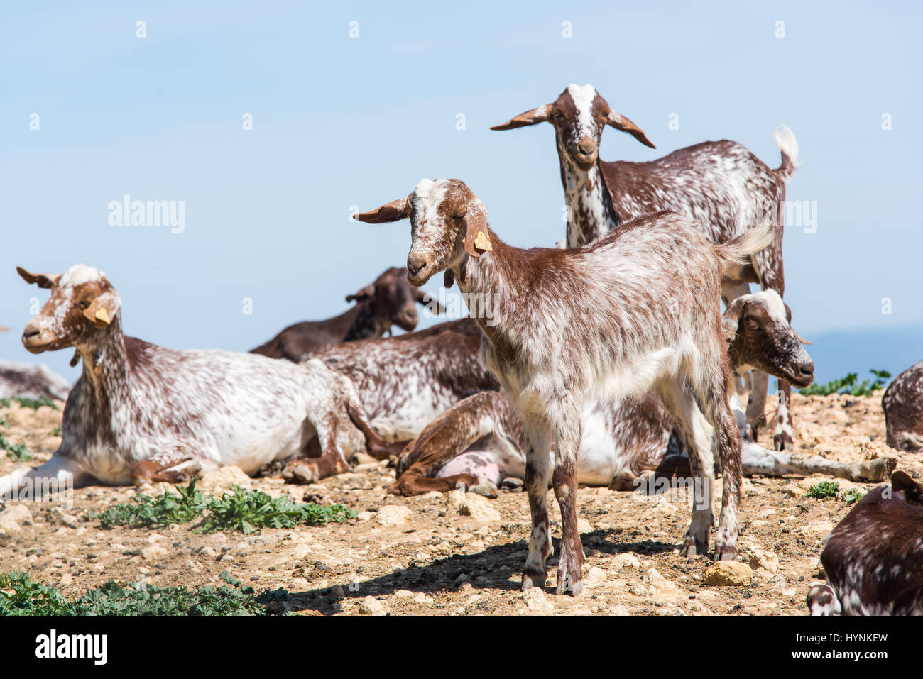 Goats at livestock farm, milk production and farming Stock Photo - Alamy