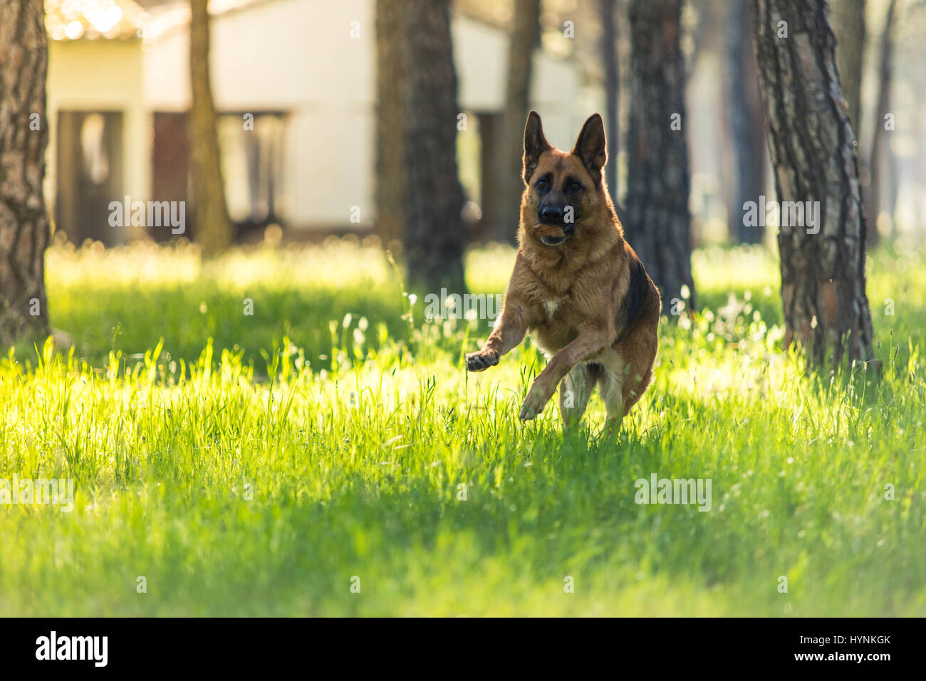 Shepherd play hi-res stock photography and images - Alamy