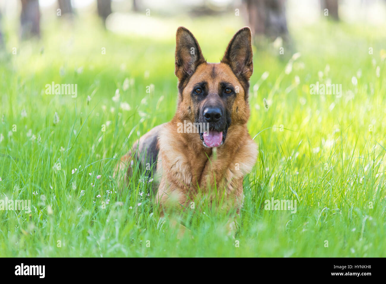 Pure german shepherd dog laying on grass Stock Photo - Alamy