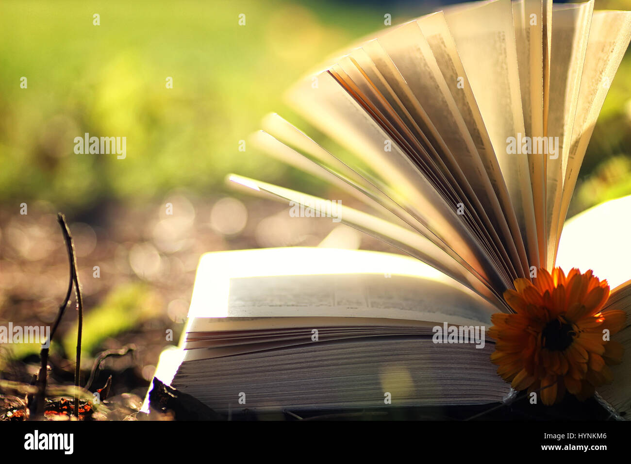 open book with flower on grass Stock Photo - Alamy