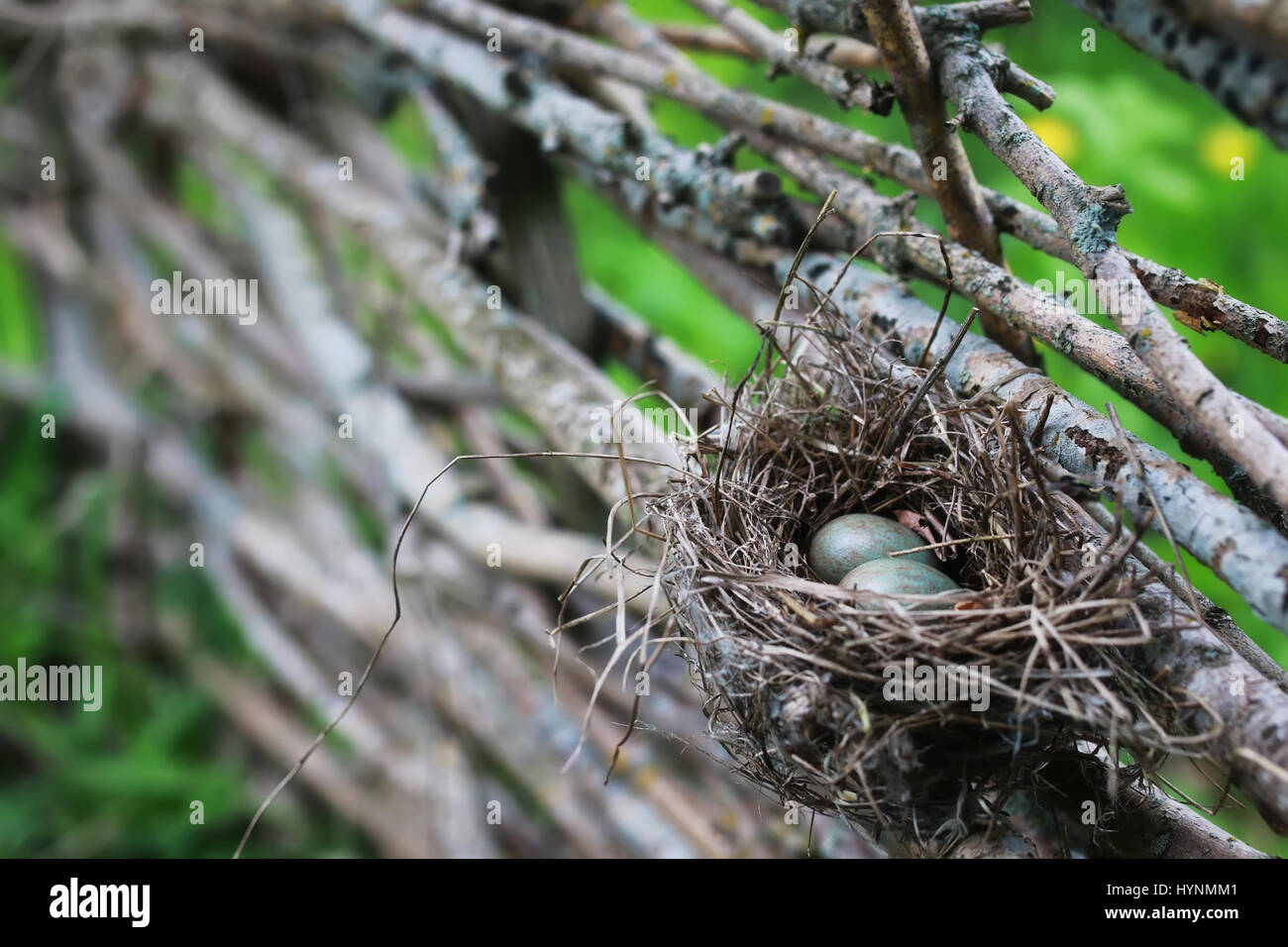bird nest in nature Stock Photo - Alamy
