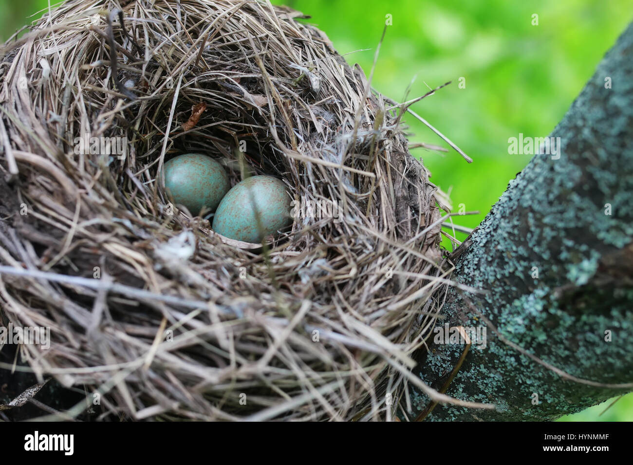 bird nest in nature Stock Photo - Alamy