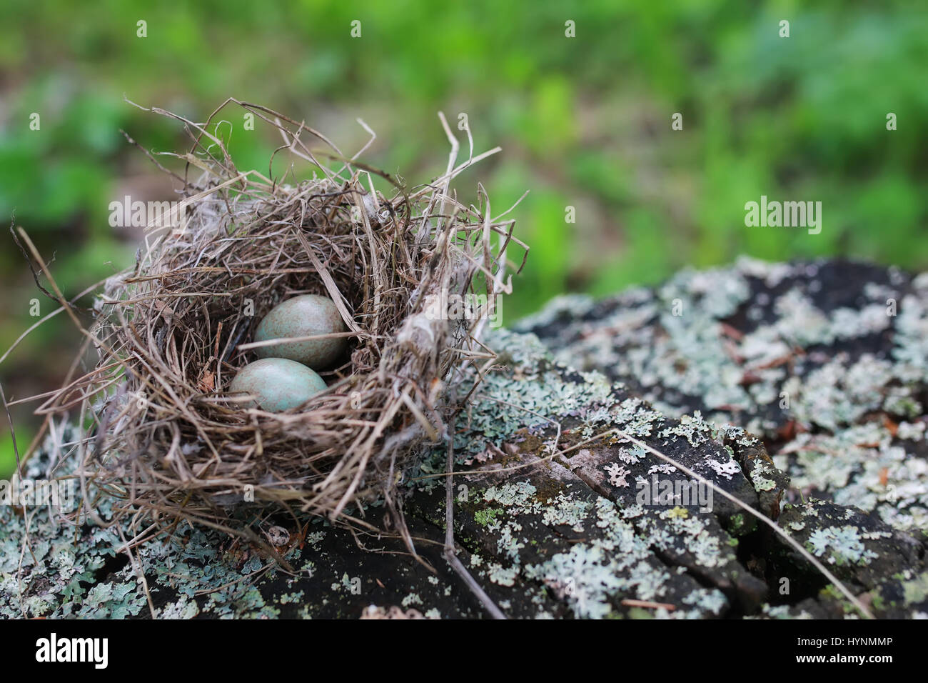 bird nest in nature Stock Photo - Alamy